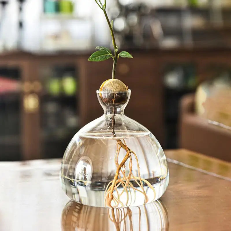 Transparent Glass Seed Growing Kit – That Organized Home