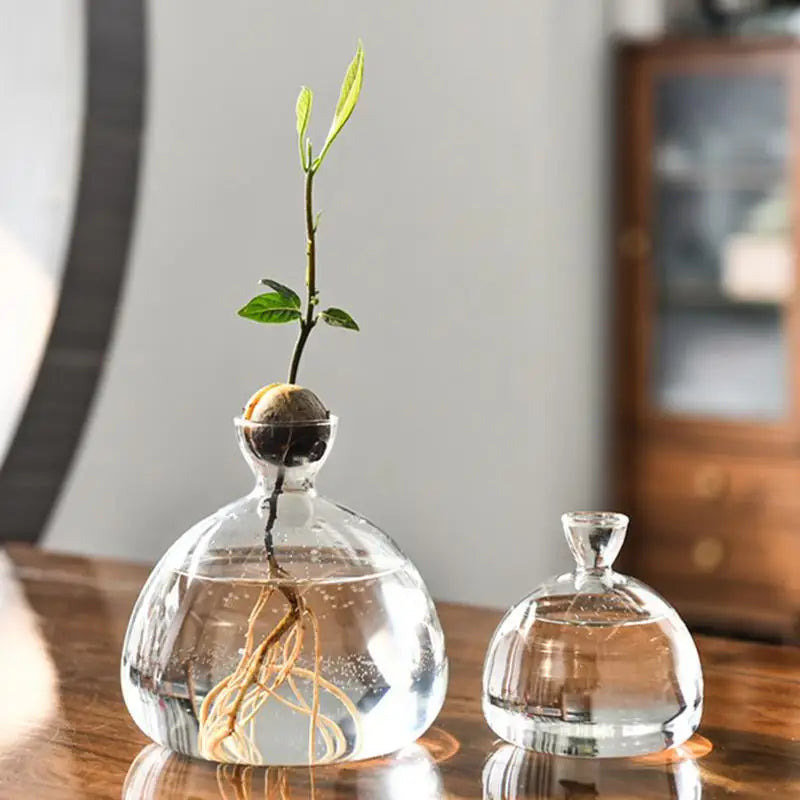 Transparent Glass Seed Growing Kit – That Organized Home