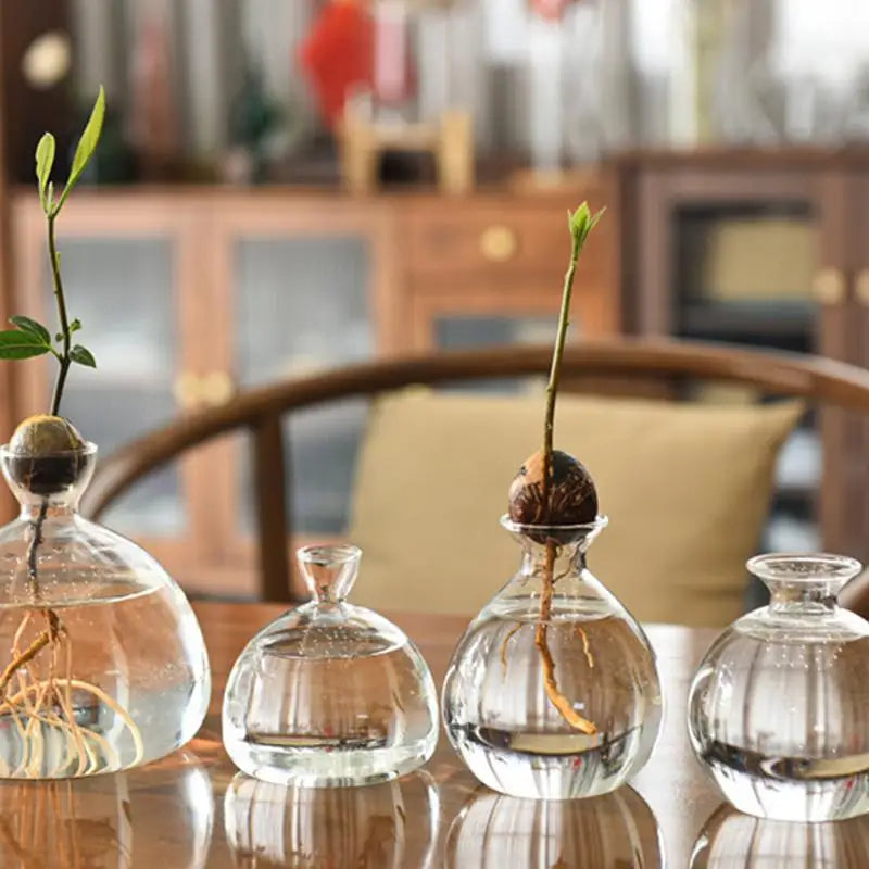 Transparent Glass Seed Growing Kit – That Organized Home